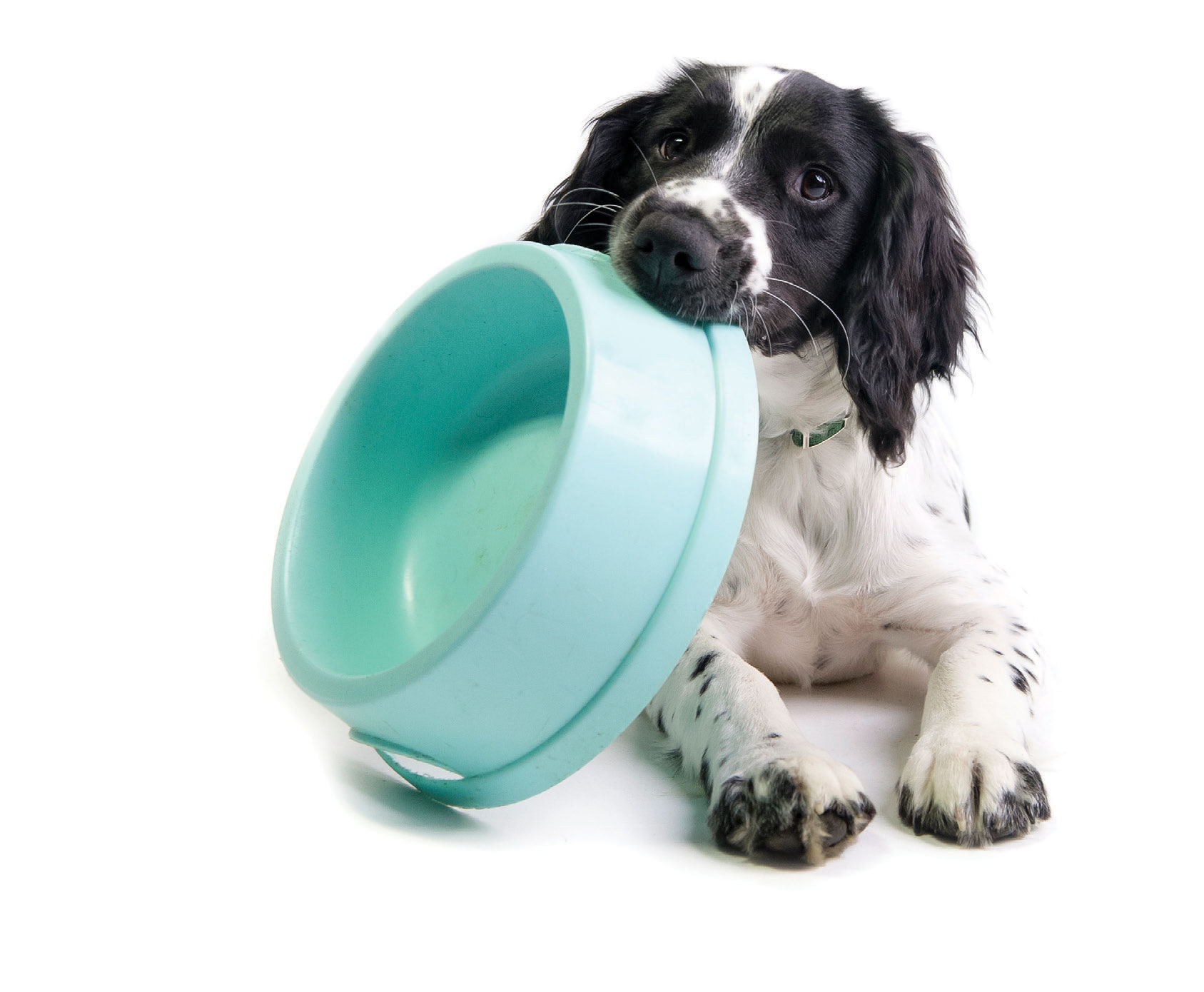 Pet Nutrition Roundup