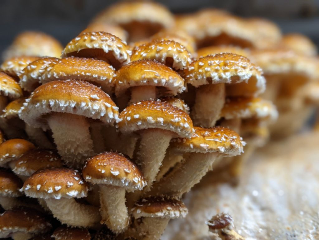 Booms Mushrooms: Medicinal and Magical