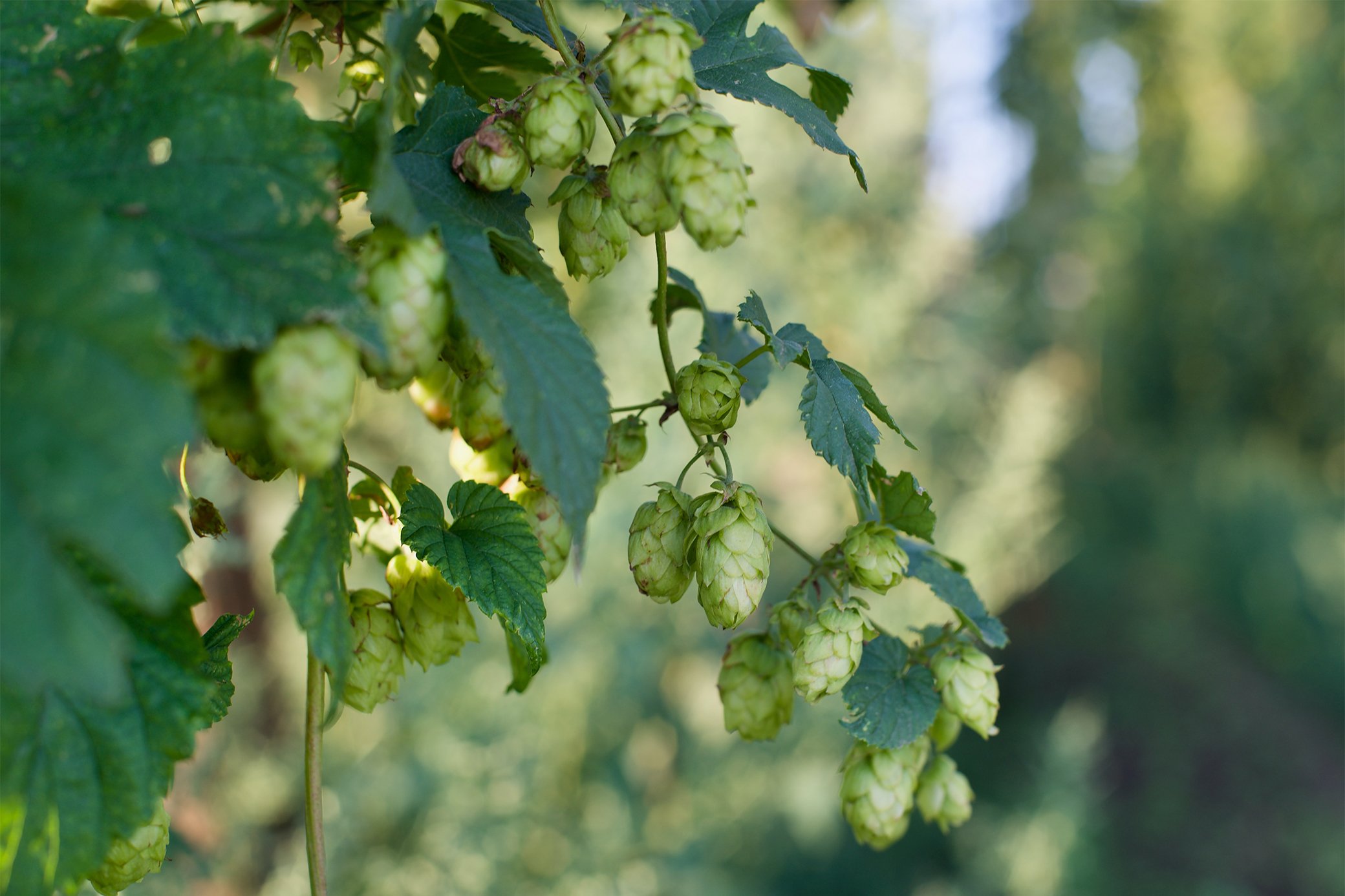 Colorado Hops Culture
