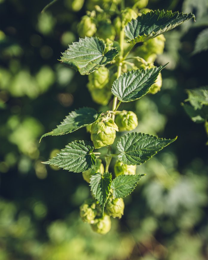 Colorado Hops Culture