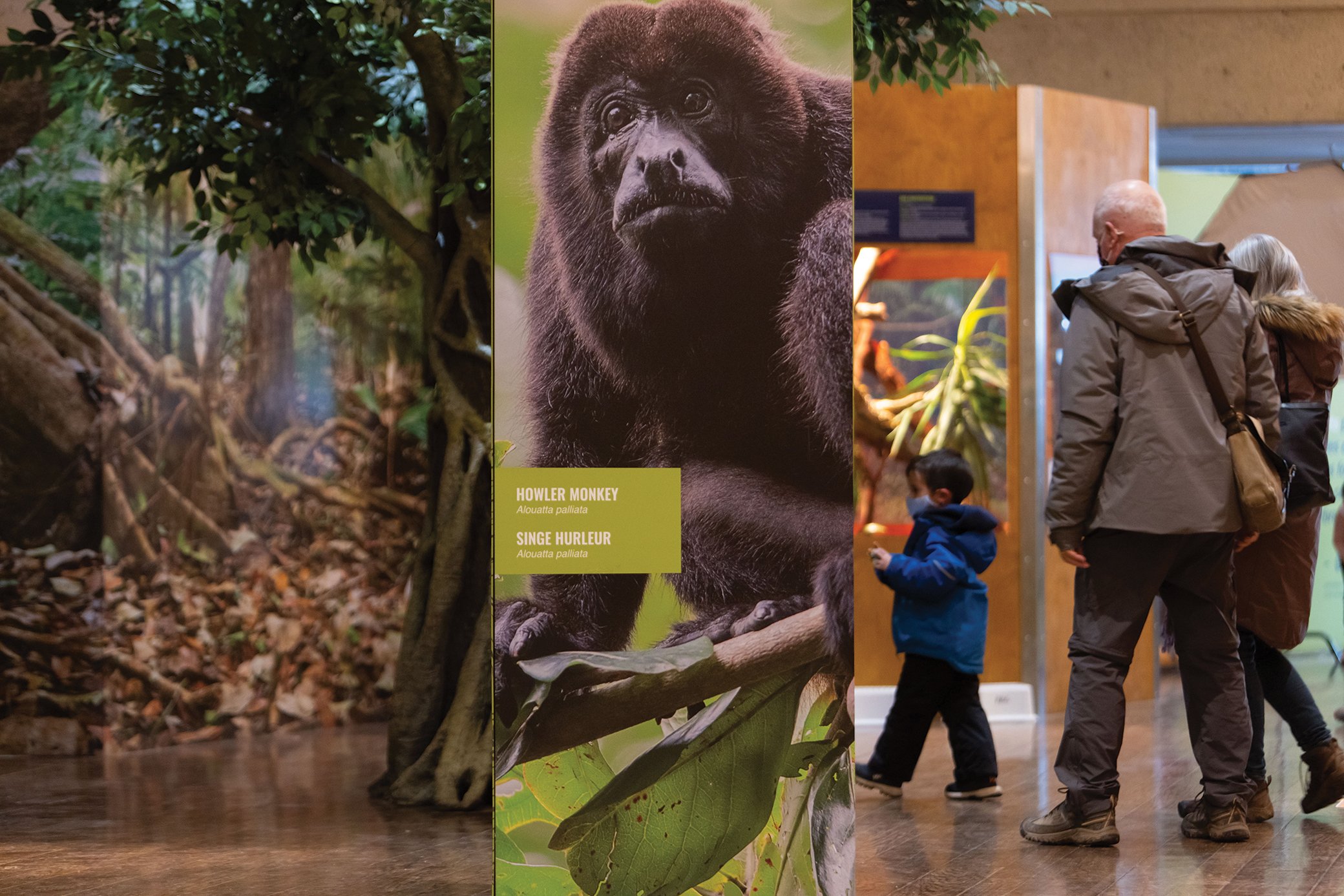 Journey Into the Heart of the Rainforest at DMNS