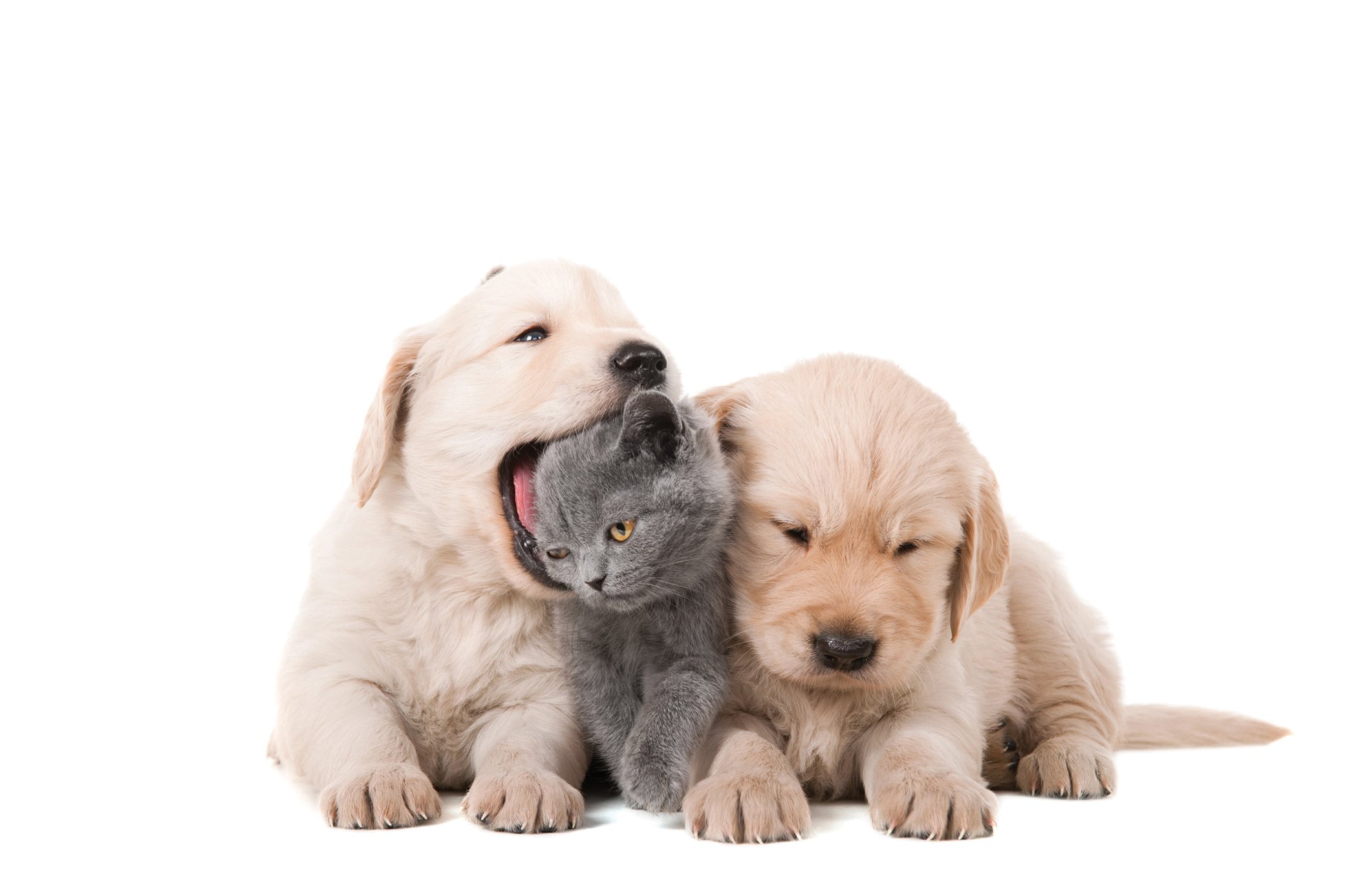 Bonez 4 Budz: A New Kind of Pet Store